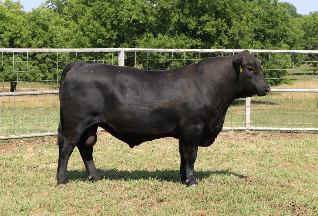 Tanner Black Arrow 5407 – Tanner Farms