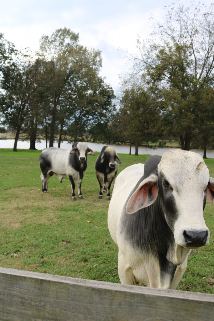 Our New Gents! – Tanner Farms