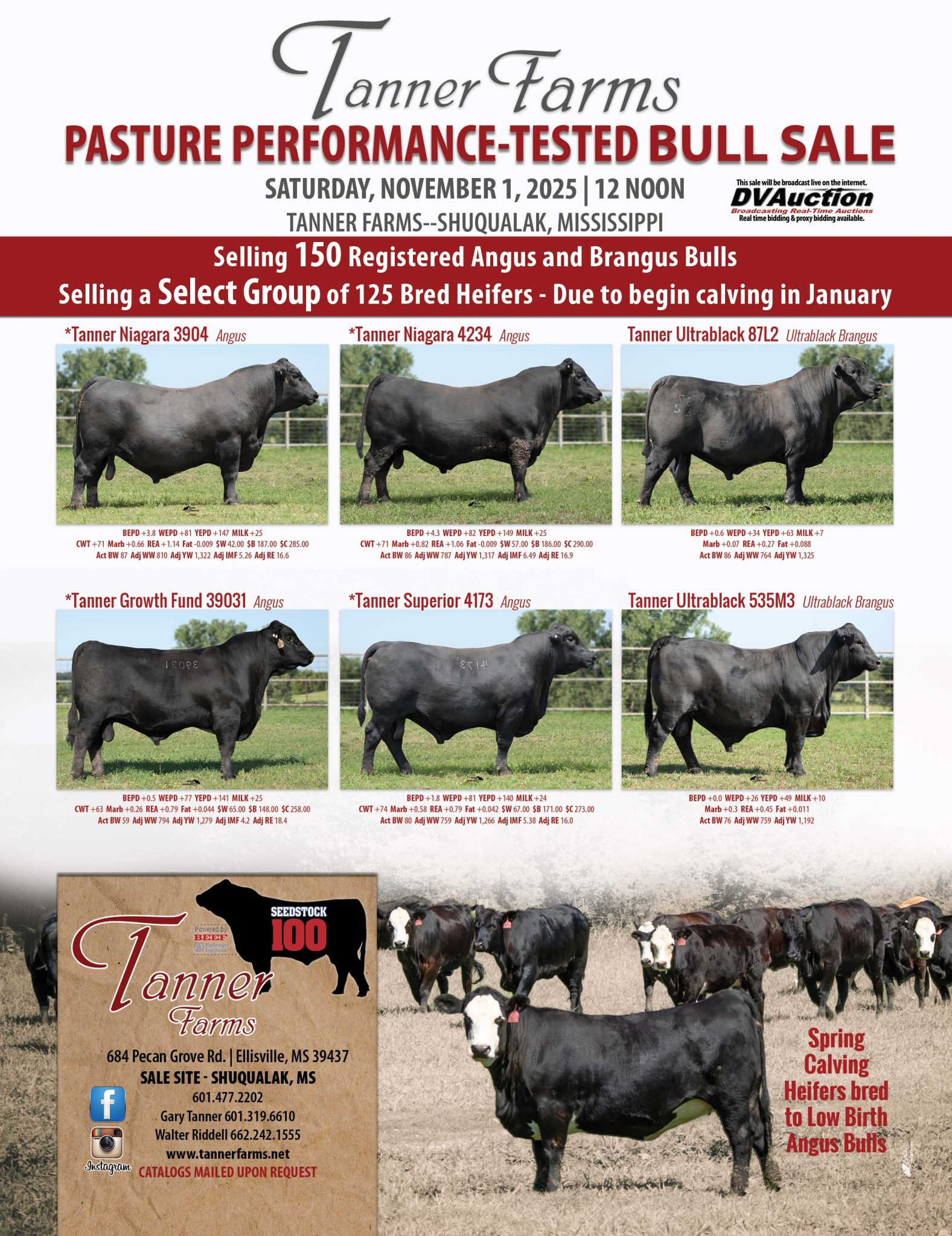 Tanner Farms – Pasture Performance Registered Angus Cattle