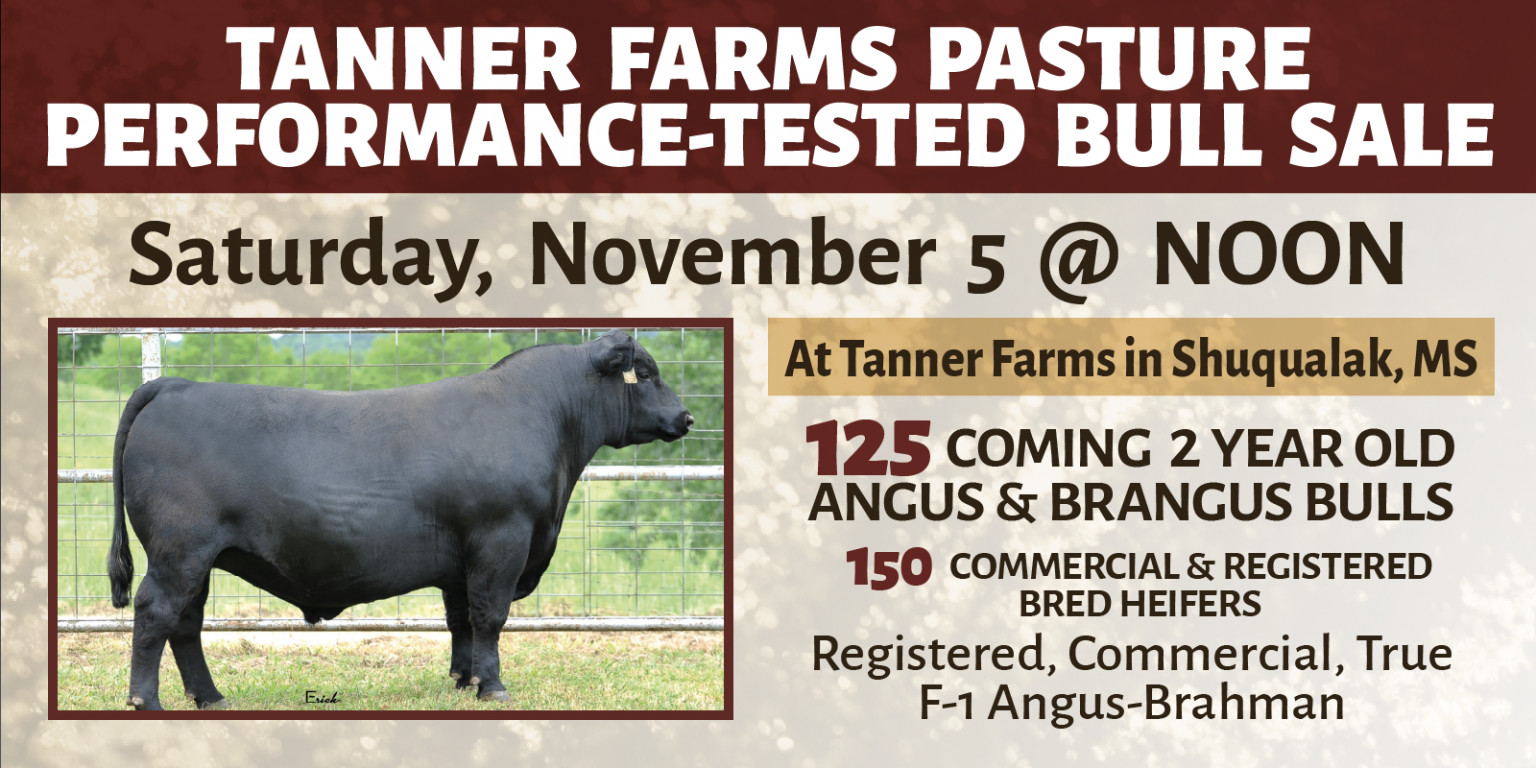 Tanner Farms – Pasture Performance Registered Angus Cattle